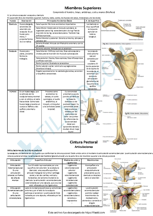 Región Axilar - Resumen Anatomia - Región AxilRegión Axil Limites ...