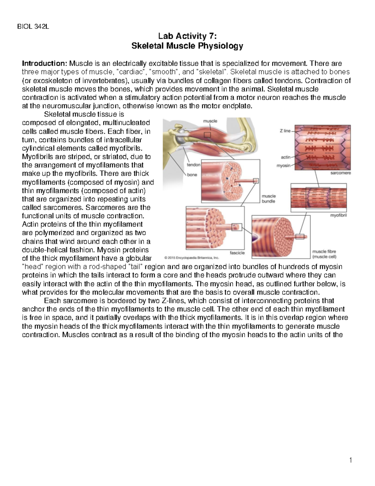 Lab Report: BIOL 342L - Analysis of Skeletal Muscle Contraction and ...