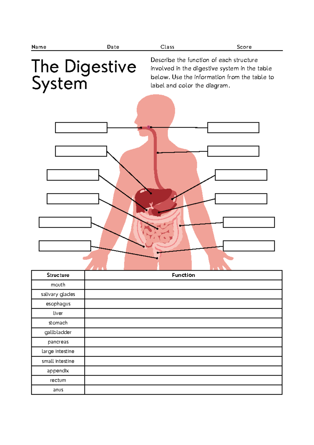 Digestive System Overview: Label & Describe Structures - Studocu