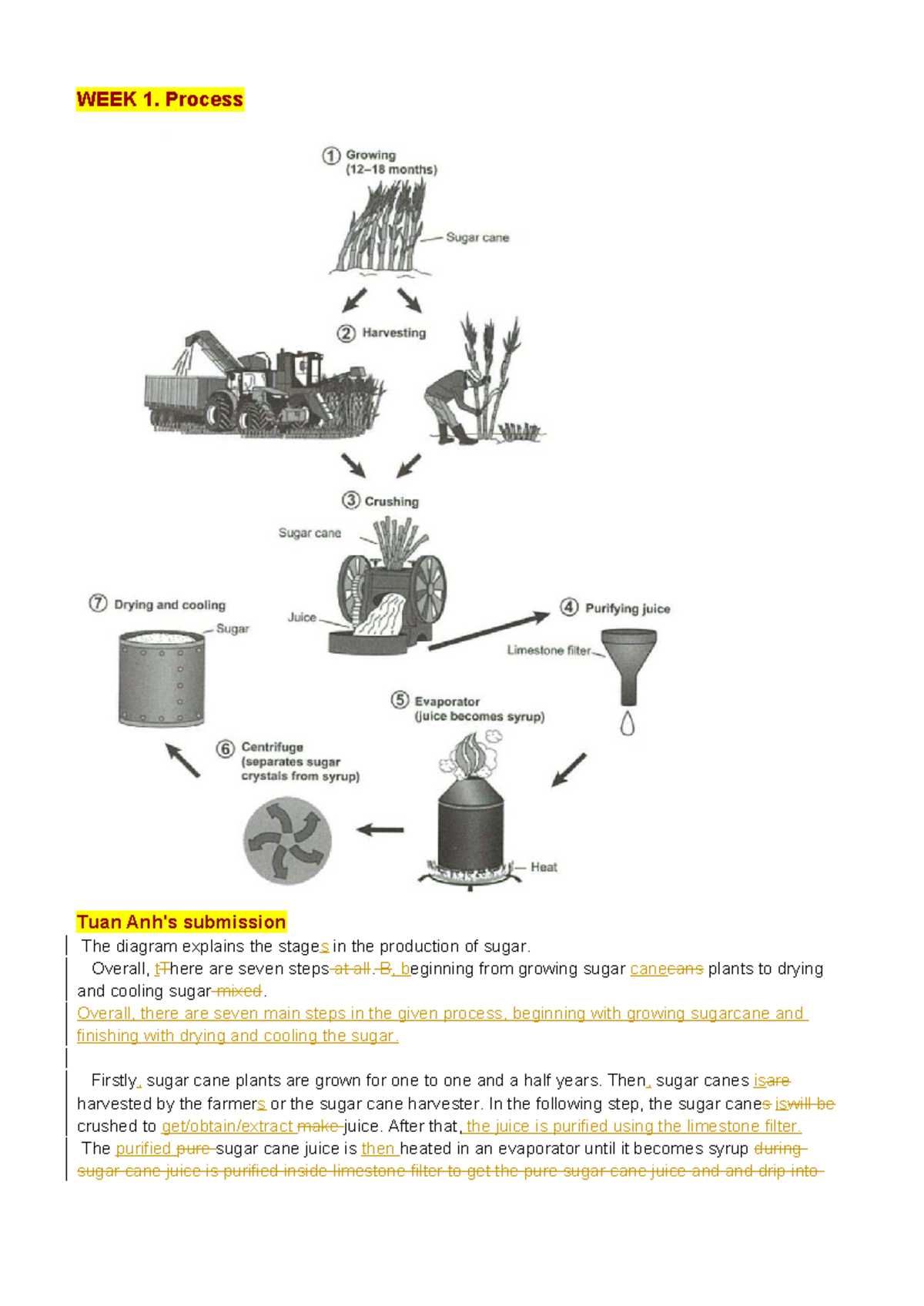 IB.A K273 Writing Homework: Process of Sugar Production and Housing ...