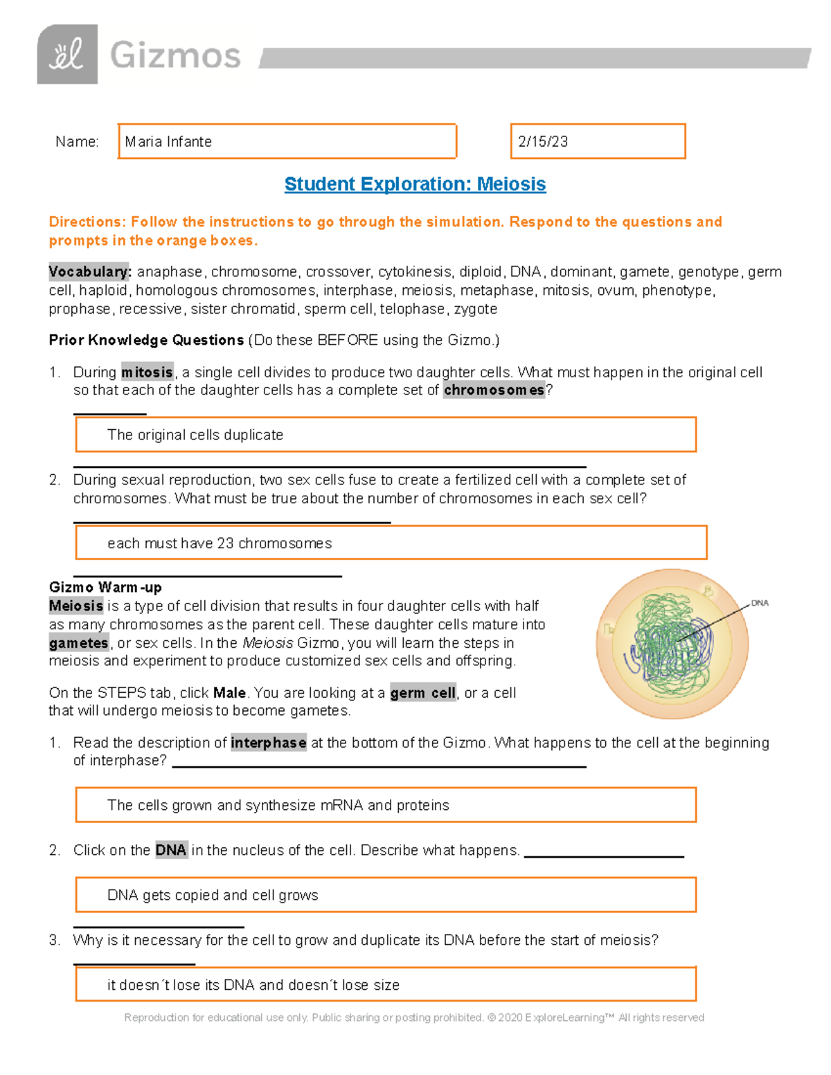 Exploring Meiosis: Student Guide for Gizmo Simulation Activities - Studocu