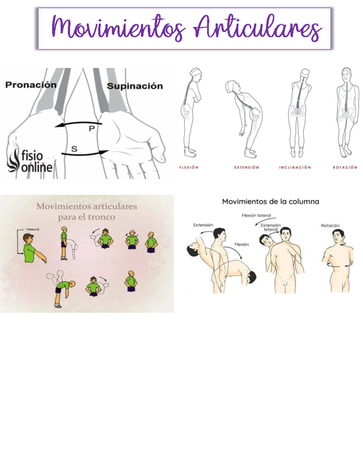 Movimientos - Musc - anatomia umanistica - Movimientos Articulares Pronación Supinación P S ...