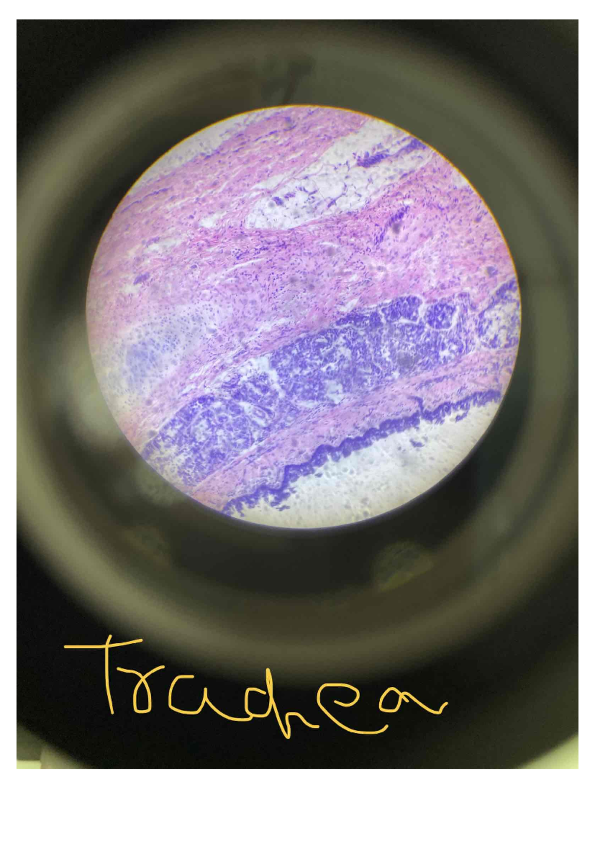 Slides 2-1 - Medicinae Baccalaureus, Baccalaureus Chirurgiae - Tradea ...
