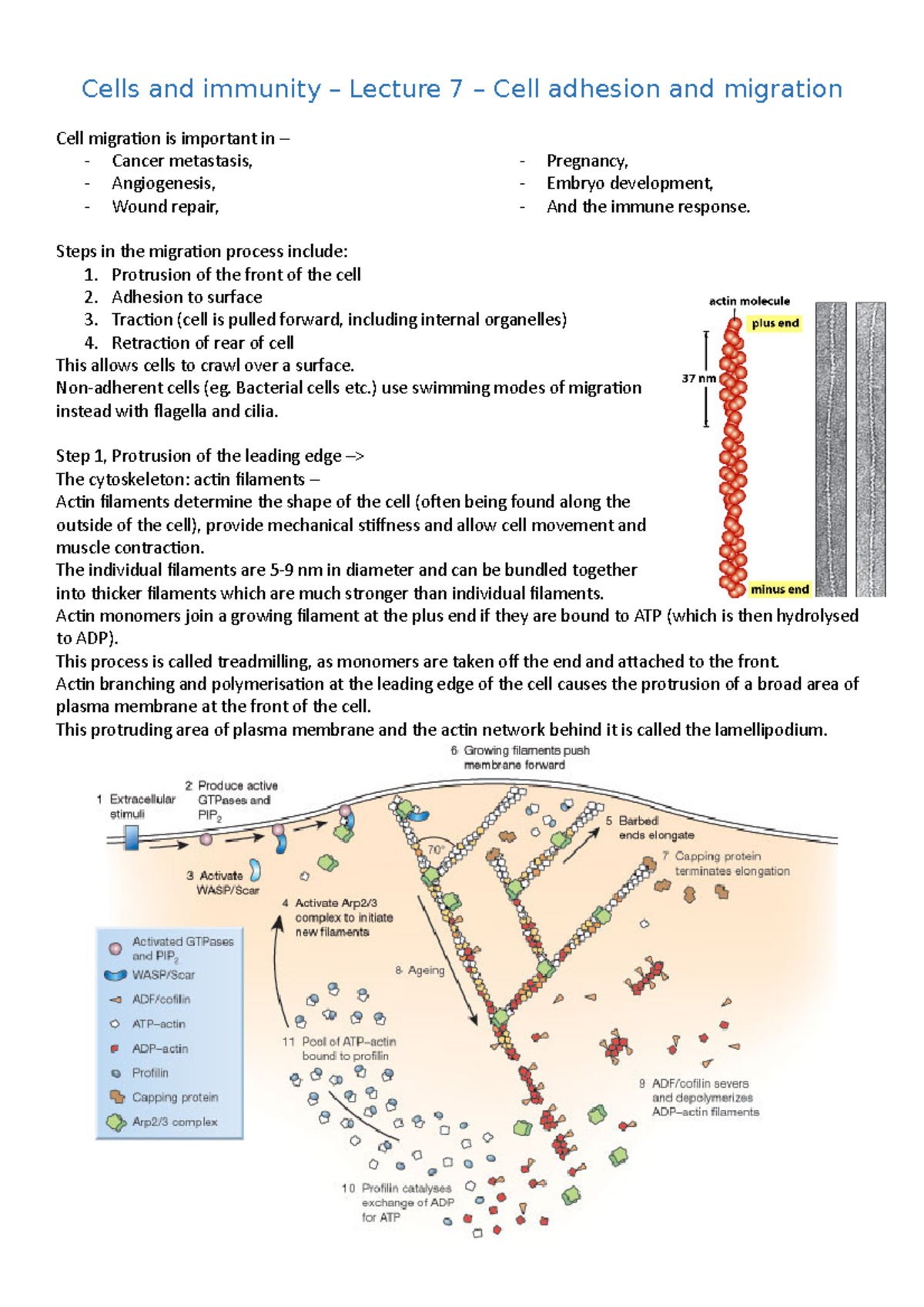 Cells and Immunity Lecture 7: Cell Adhesion & Migration Insights - Studocu