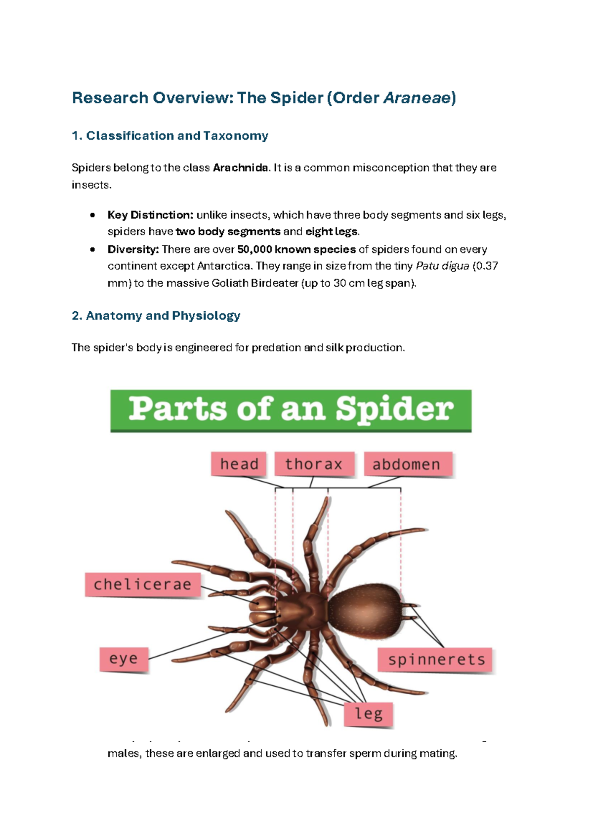 Spider Research Report: Overview of Order Araneae and Their Biology ...