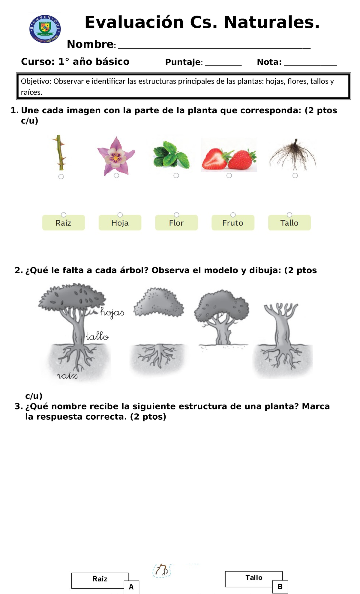 Evaluación Cs. Naturales: Partes de las Plantas - 1° Básico - Studocu