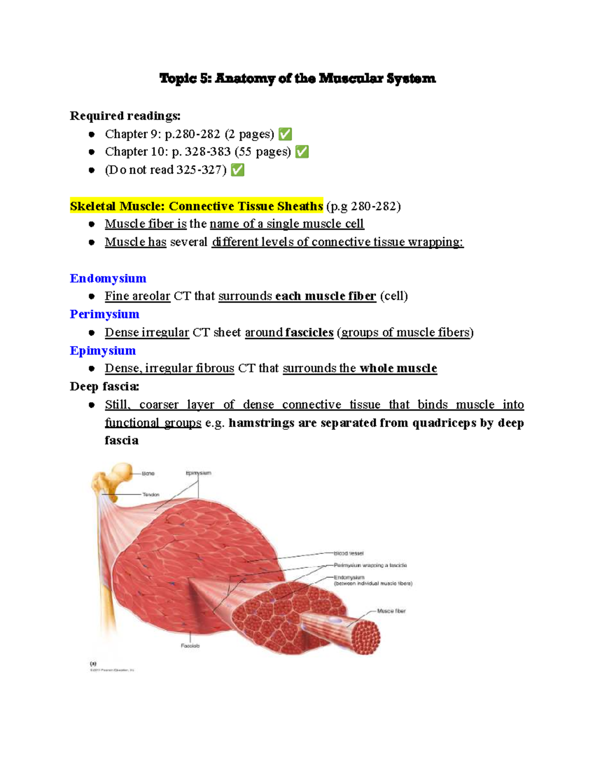 ANP 1106 Final Exam Notes: Anatomy of the Muscular System - Studocu