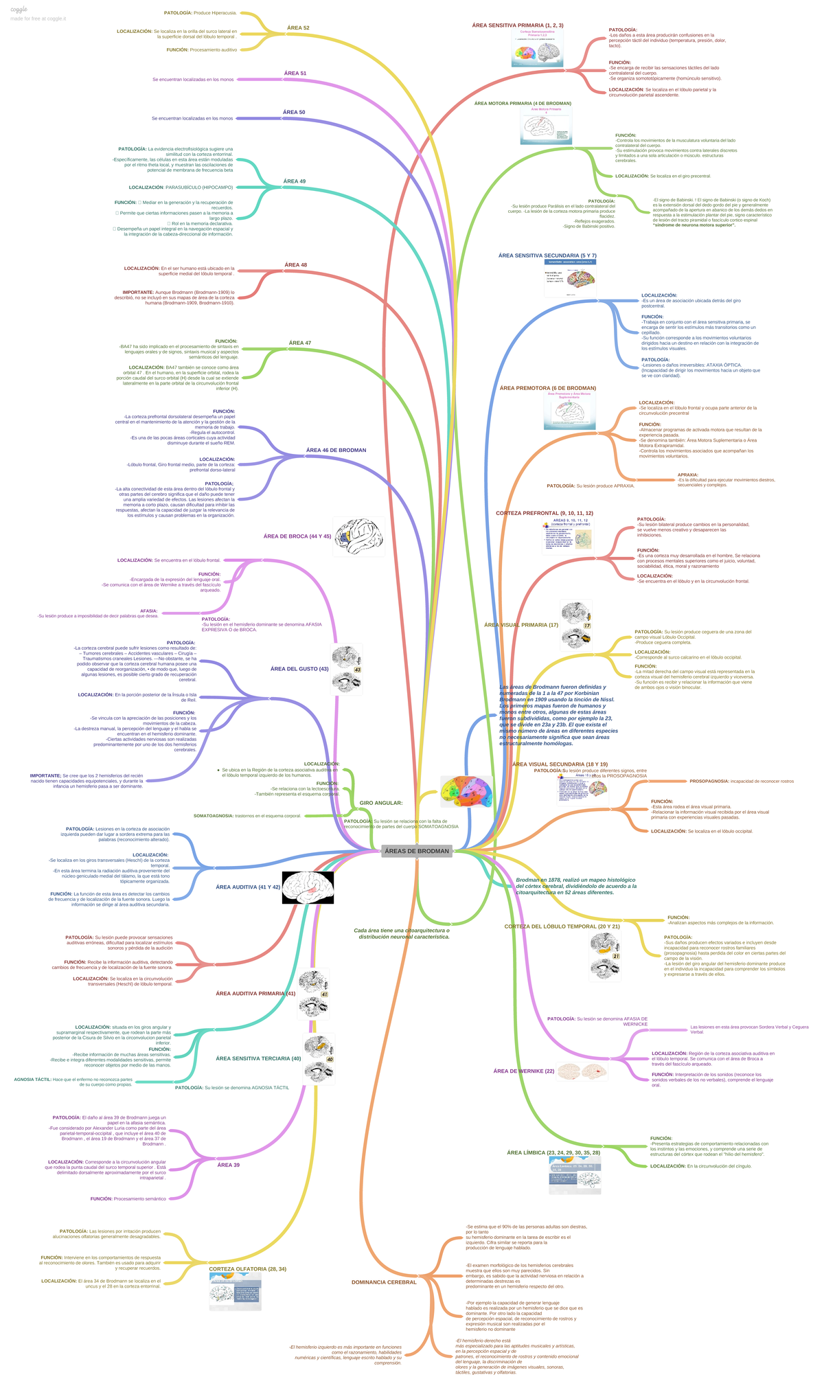 Áreas DE Brodman - ÁREAS DE BRODMAN Las áreas de Brodmann fueron ...