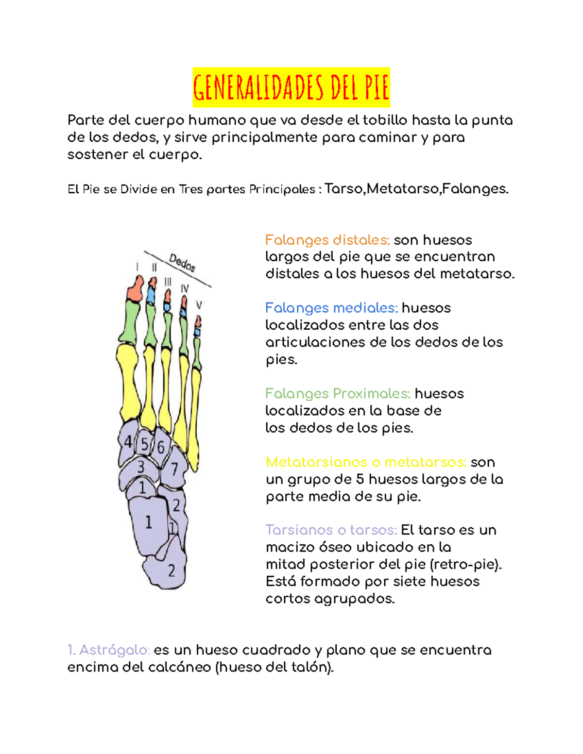Anatomía del Pie: Estructura, Función e Inervación del Pie Humano - Studocu