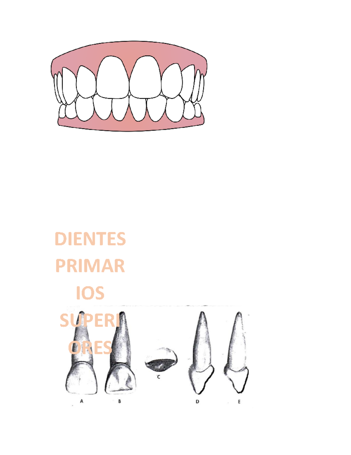 Estudio de Dientes Primarios y Permanentes: Orientación y ...