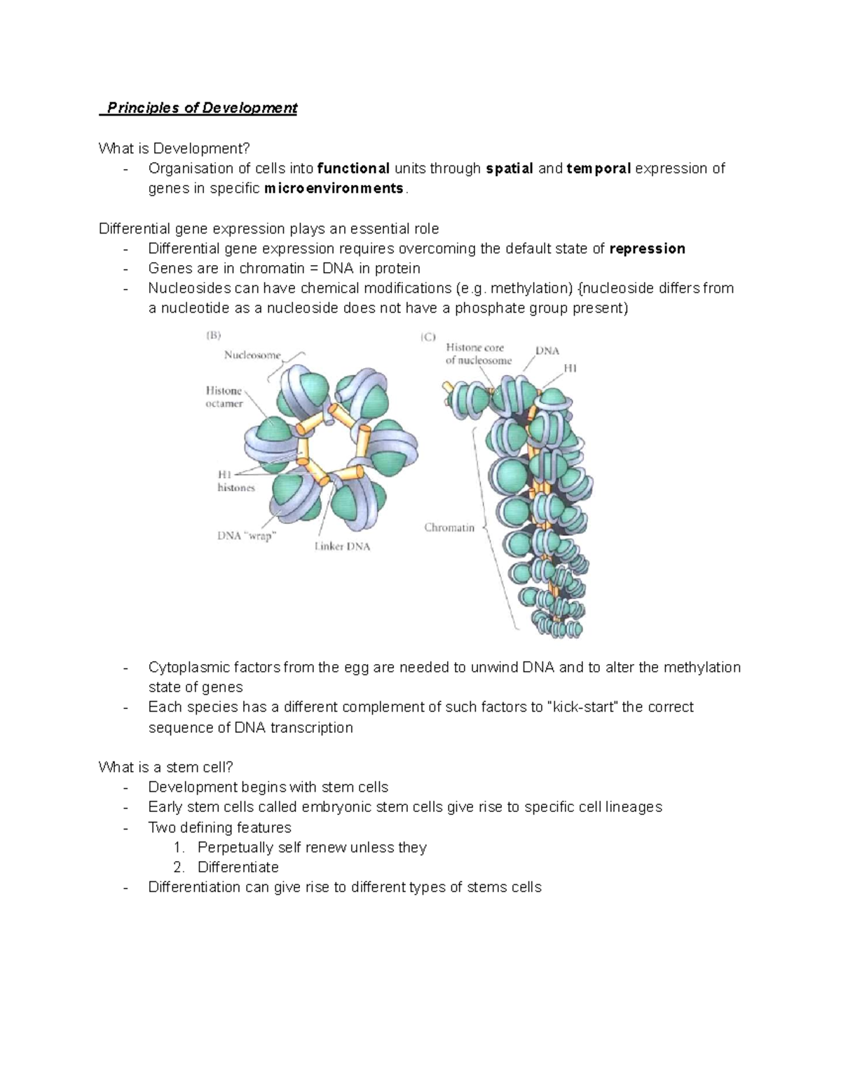 Stem Cells (Semester 2) - Key Concepts and Developmental Insights - Studocu
