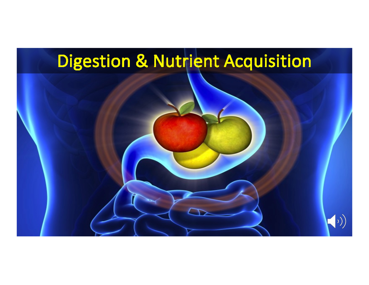 Lecture 11: Digestion and Nutrient Acquisition Strategies - Digestion ...