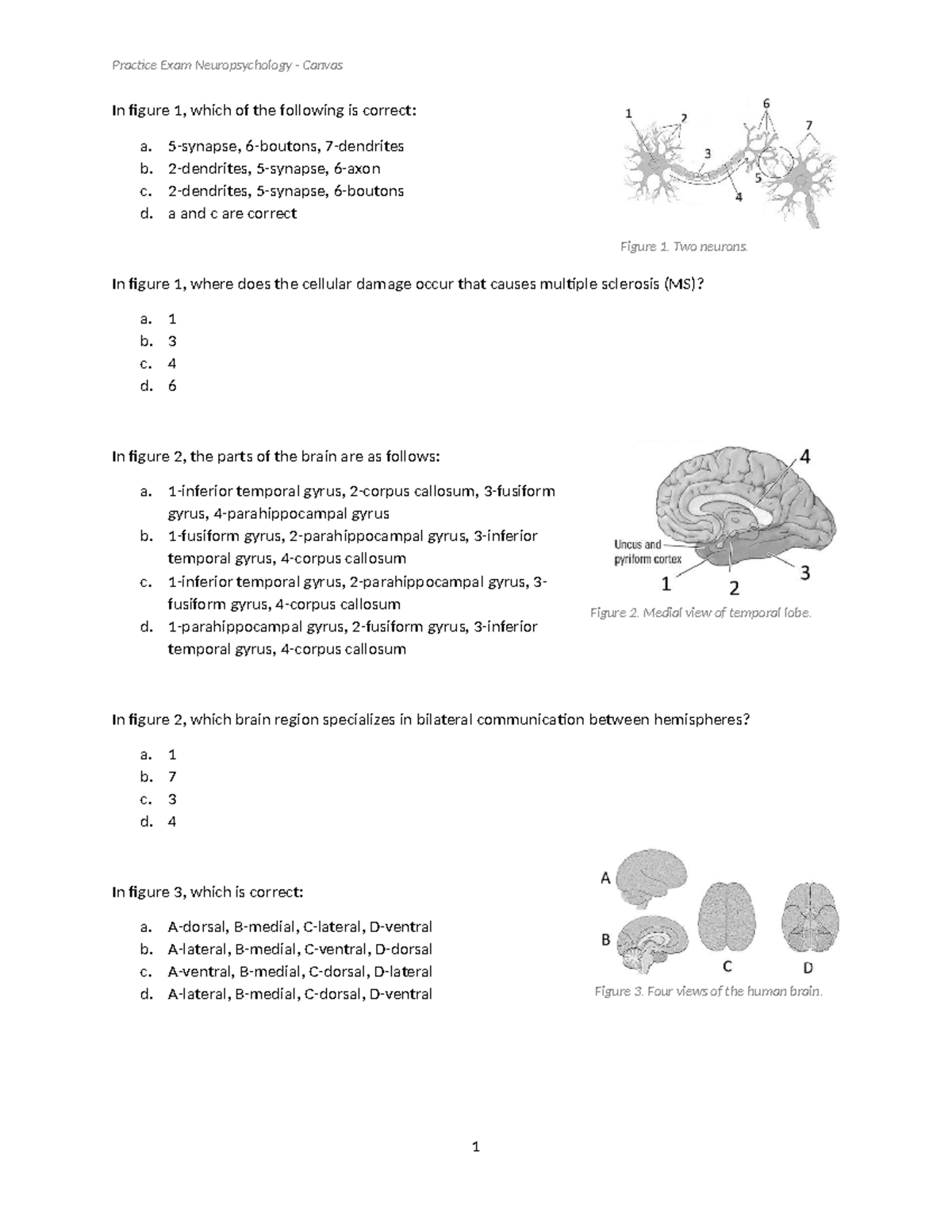 Practice Exam Neuropsychology (NEU 101) - Canvas Questions - Studeersnel