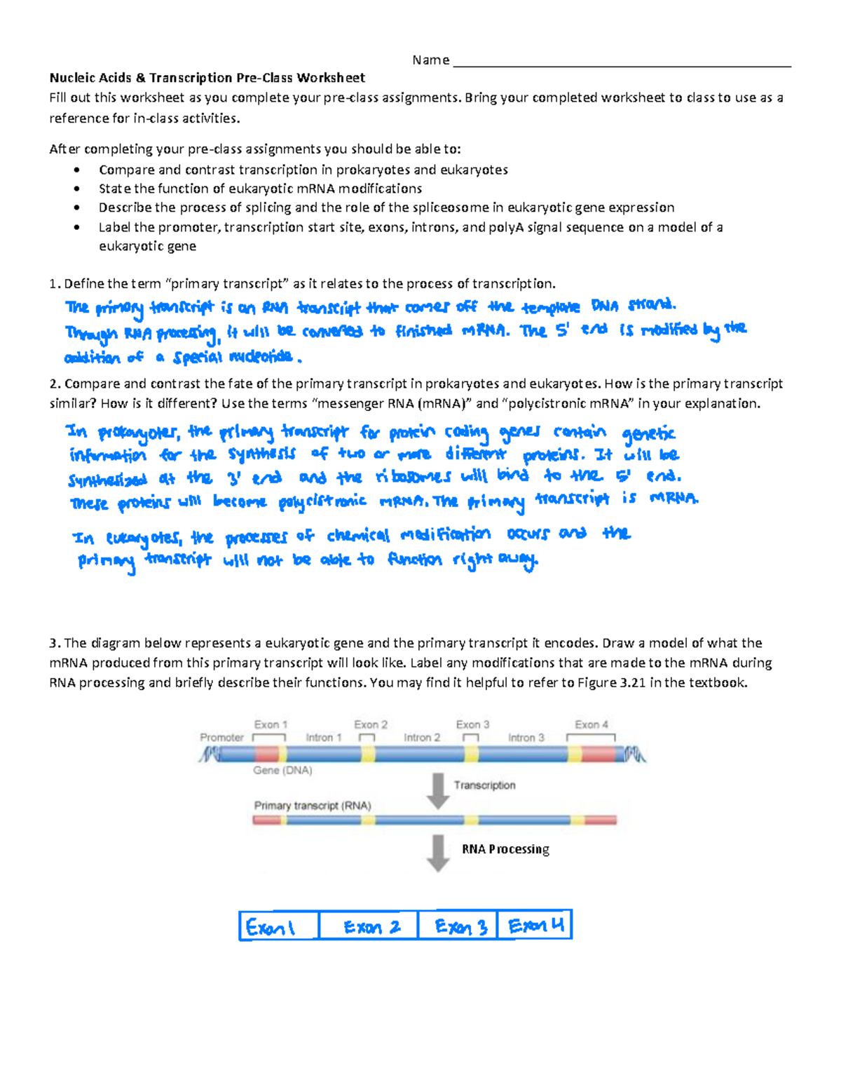Week 5b Transcription Reading Guide & Worksheet for Nucleic Acids - Studocu