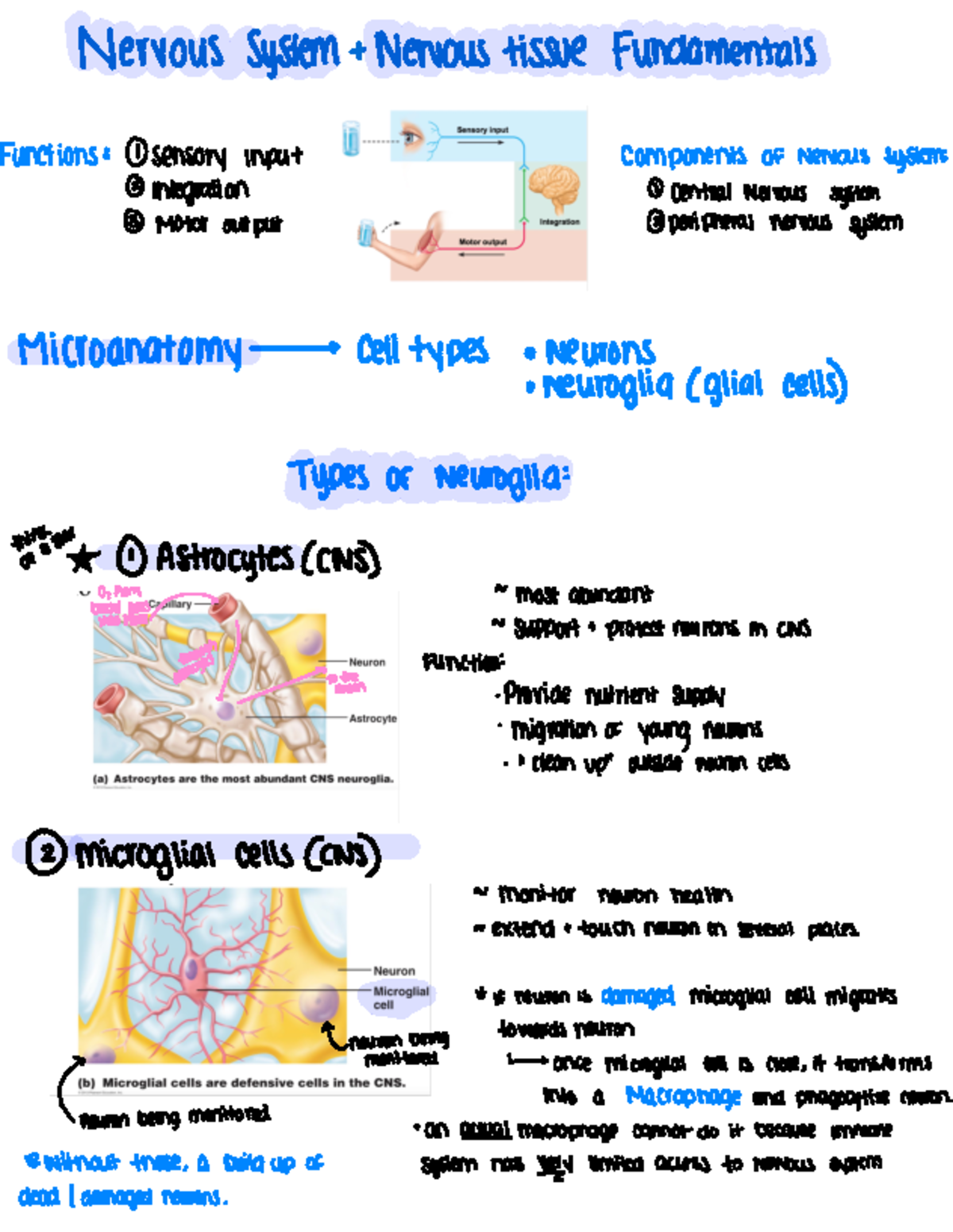 Ch 11 Notes - Fundamentals of the Nervous System and Tissue - Studocu