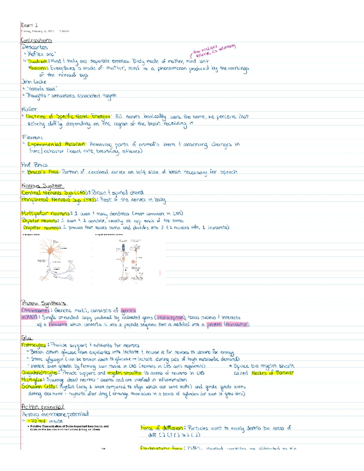 Psych 224 Neuroscience Midterm Exam Study Guide - Studocu