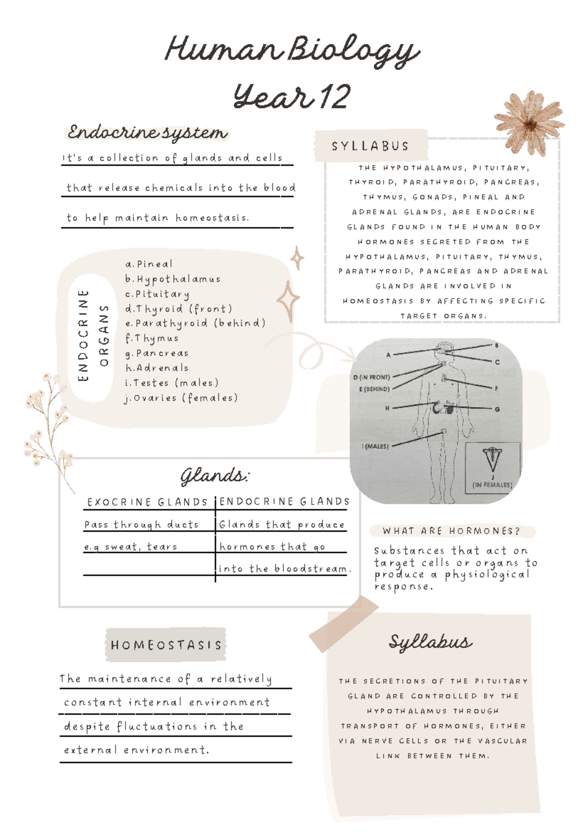 Human Biology Year 12: Endocrine System and Homeostasis Overview - Studocu