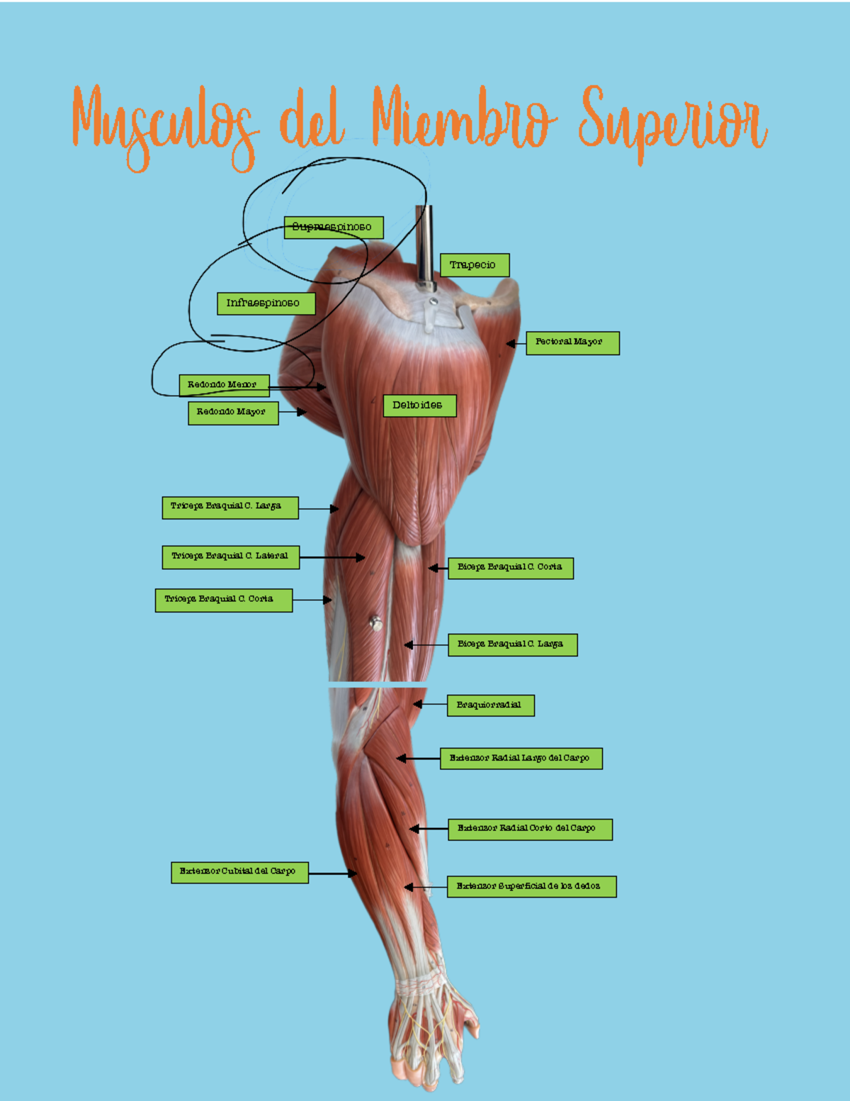 Anatomía Del Deltoides