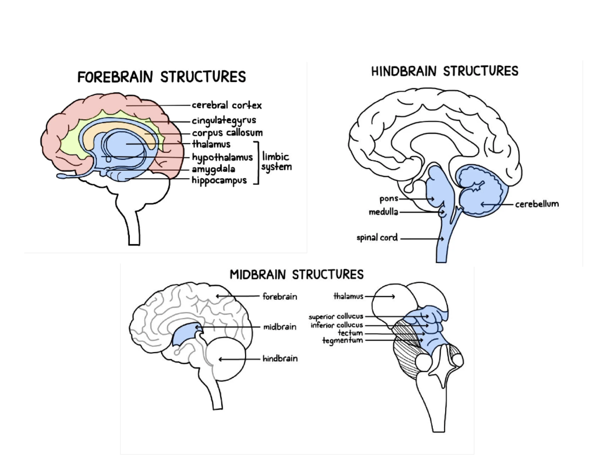 Brains - amazing brain stuff - FOREBRAIN STRUCTURES HINDBRAIN ...