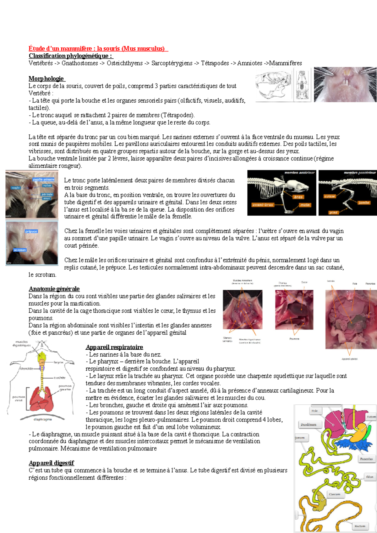 TP2 dissection: Souris - Étude d’un mammifère : la souris (Mus musculus ...