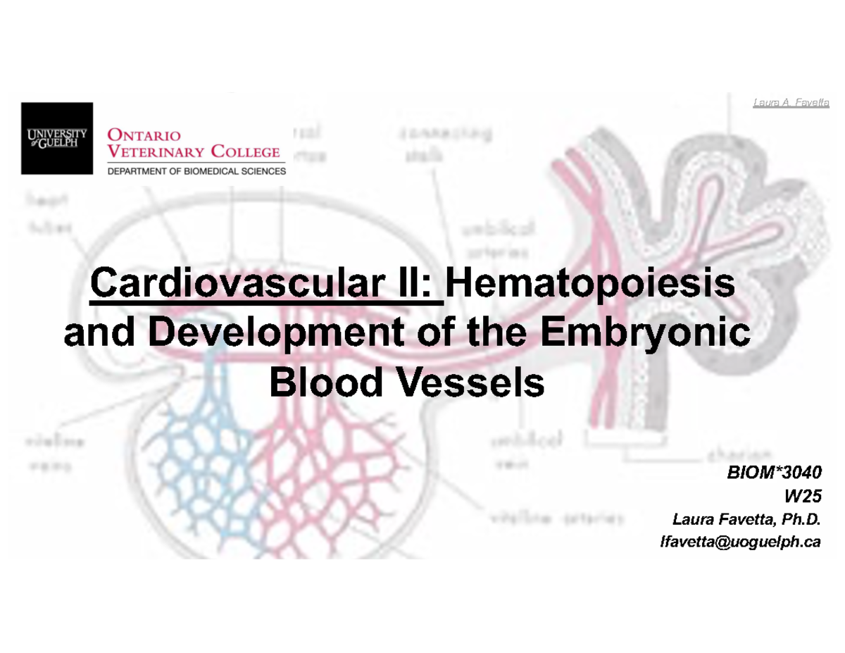 Cardiovascular II: Hematopoiesis & Embryonic Blood Vessel Development ...