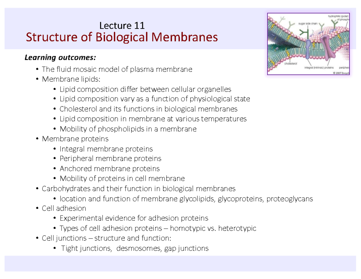 Lecture 11: Structure & Function of Biological Membranes - Studocu