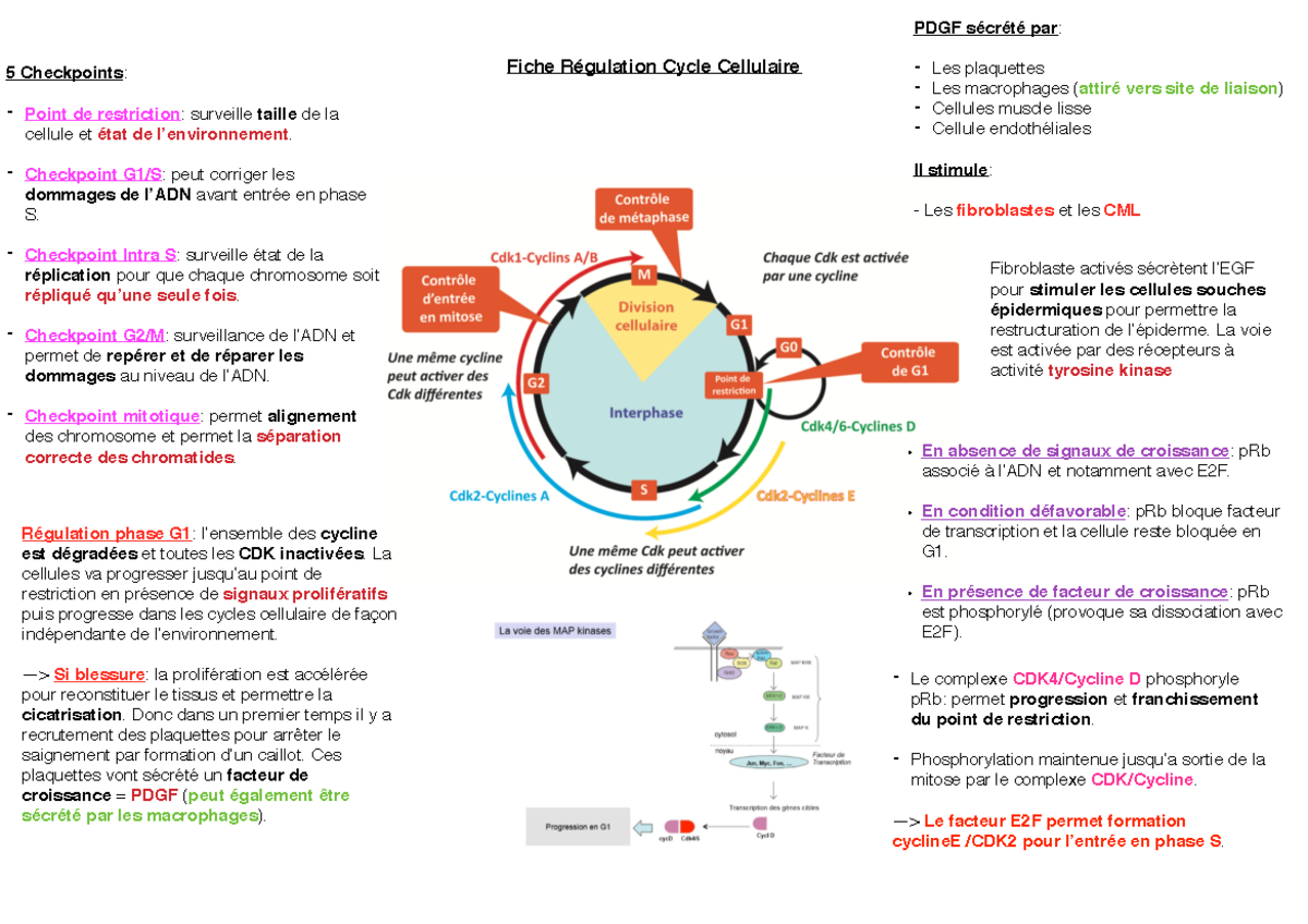 Fiche Régulation Cycle cellulaire - 5 Checkpoints: Fiche Régulation ...