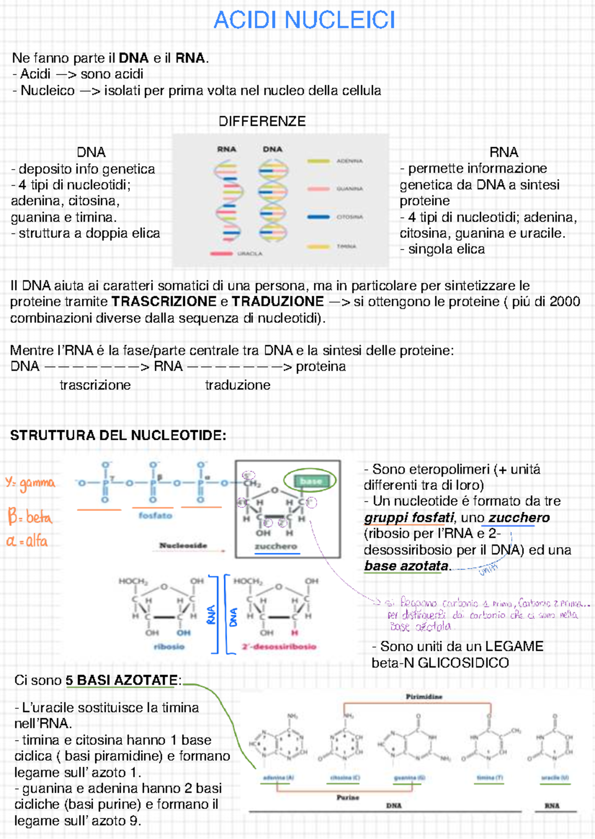 ACIDI NUCLEICI: Struttura e Funzione di DNA e RNA - Studocu