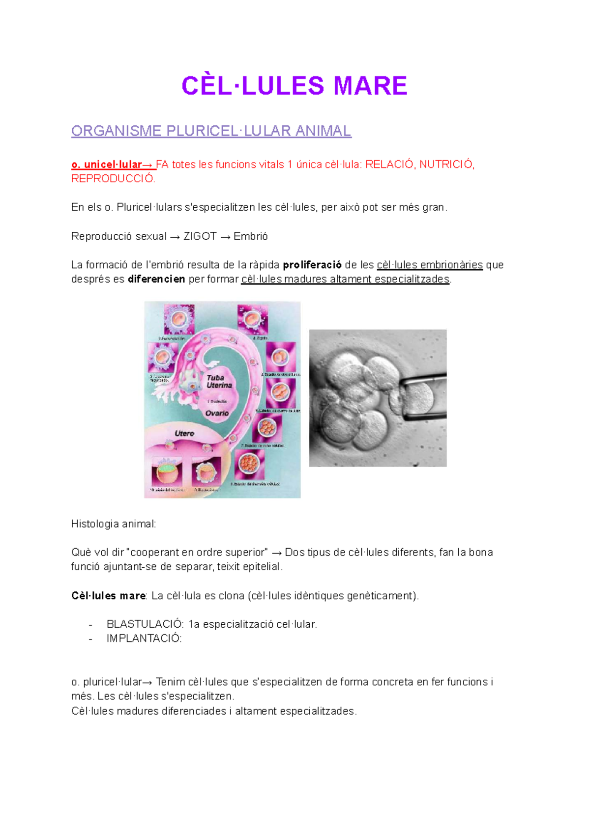 Tema 1: Cél.lules Mare - Apunts i Funcions Vitals - Studocu