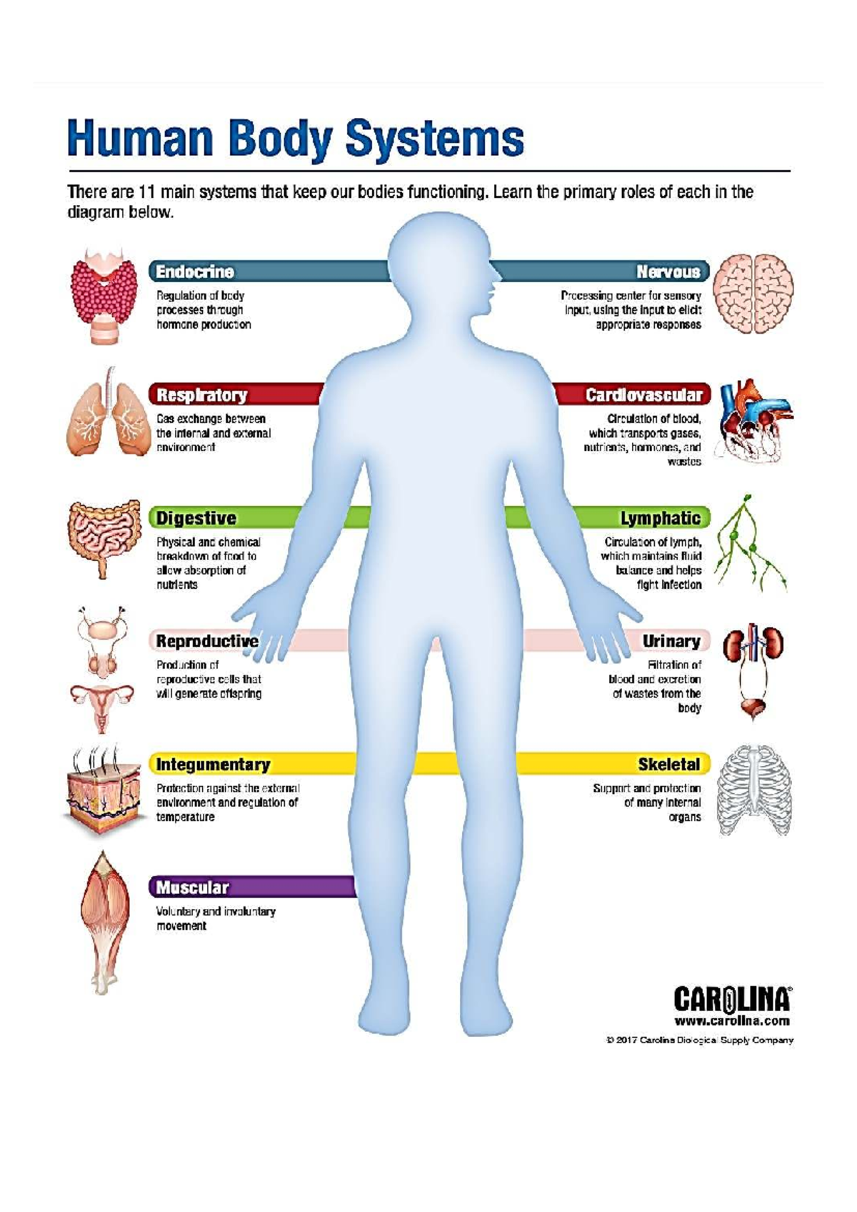 Body Systems and Their Functions: An Overview - Studocu