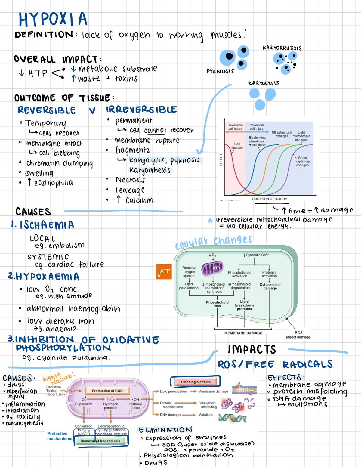 Cell Death Mechanisms: Understanding Hypoxia and Injury Effects - Studocu