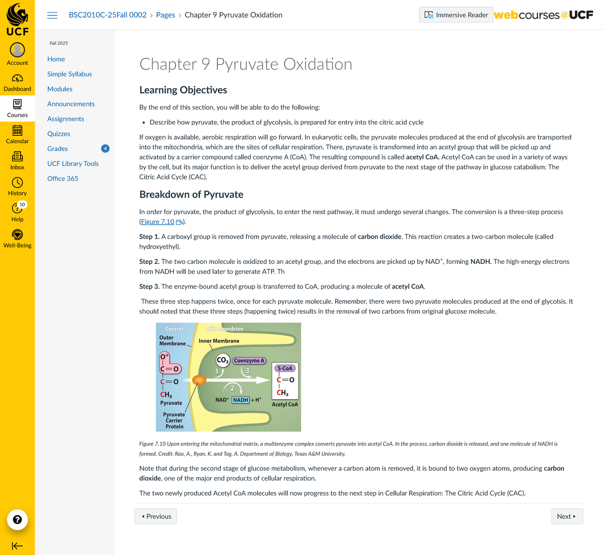 Chapter 9: Pyruvate Oxidation Overview (BSC2010C-25Fall) - Studocu