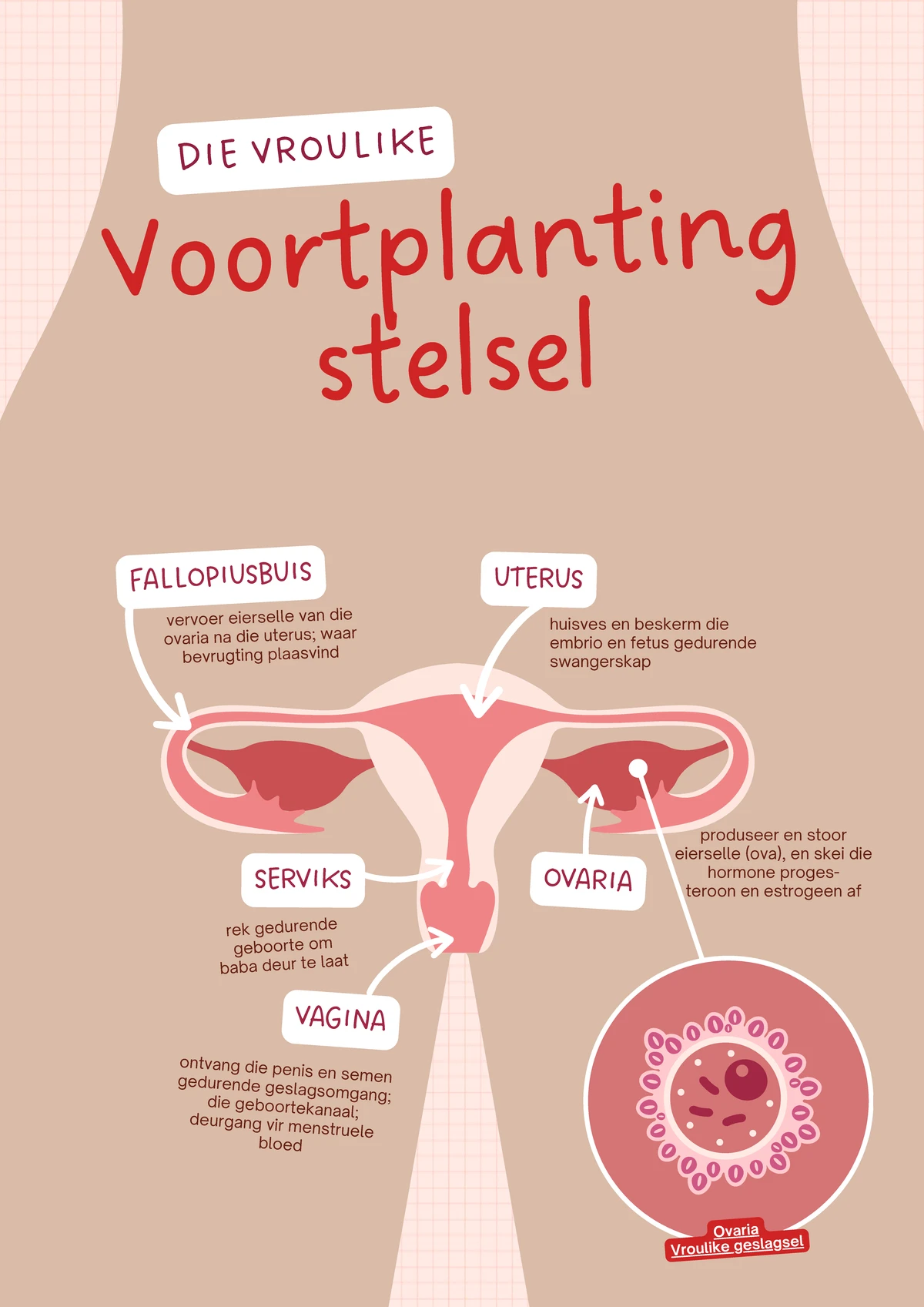 Hersieningsboek: Lewenswetenskappe Graad 12, Q1 2025 - Belangrike ...