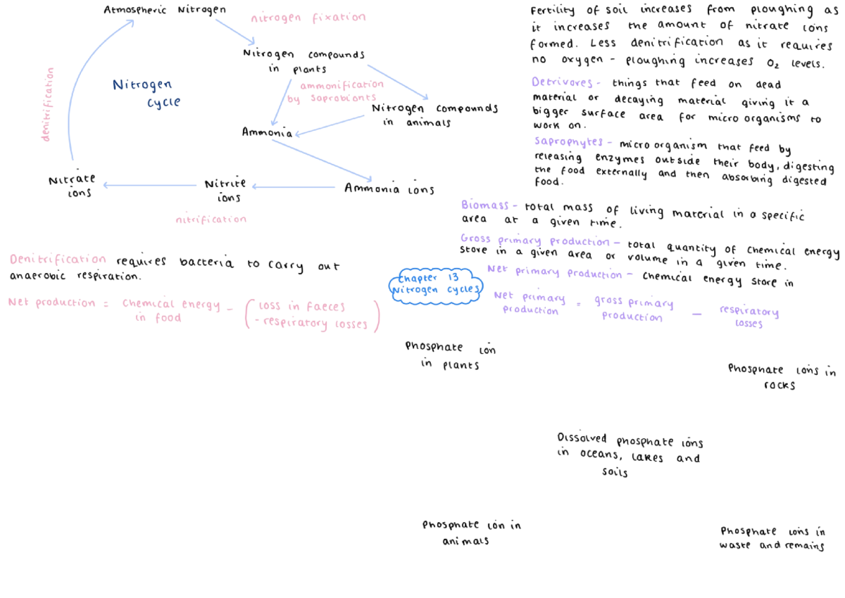 Biology Revision - Nutrient Cycles (Chapter 13 Notes) - Studocu