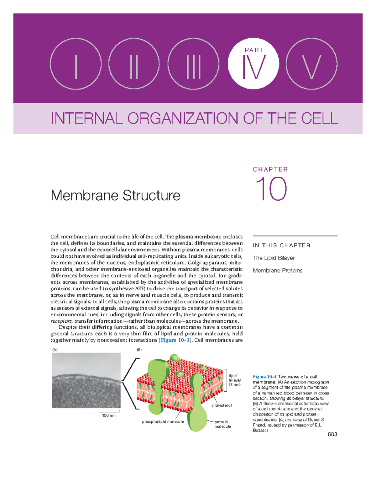 ABC Transporters and Their Role in Membrane Solute Transport ...