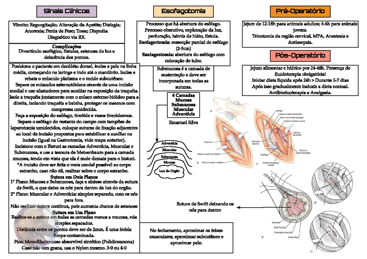 Orquiectomia: Resumo da Técnica Cirúrgica e Cuidados Pós-Operatórios ...