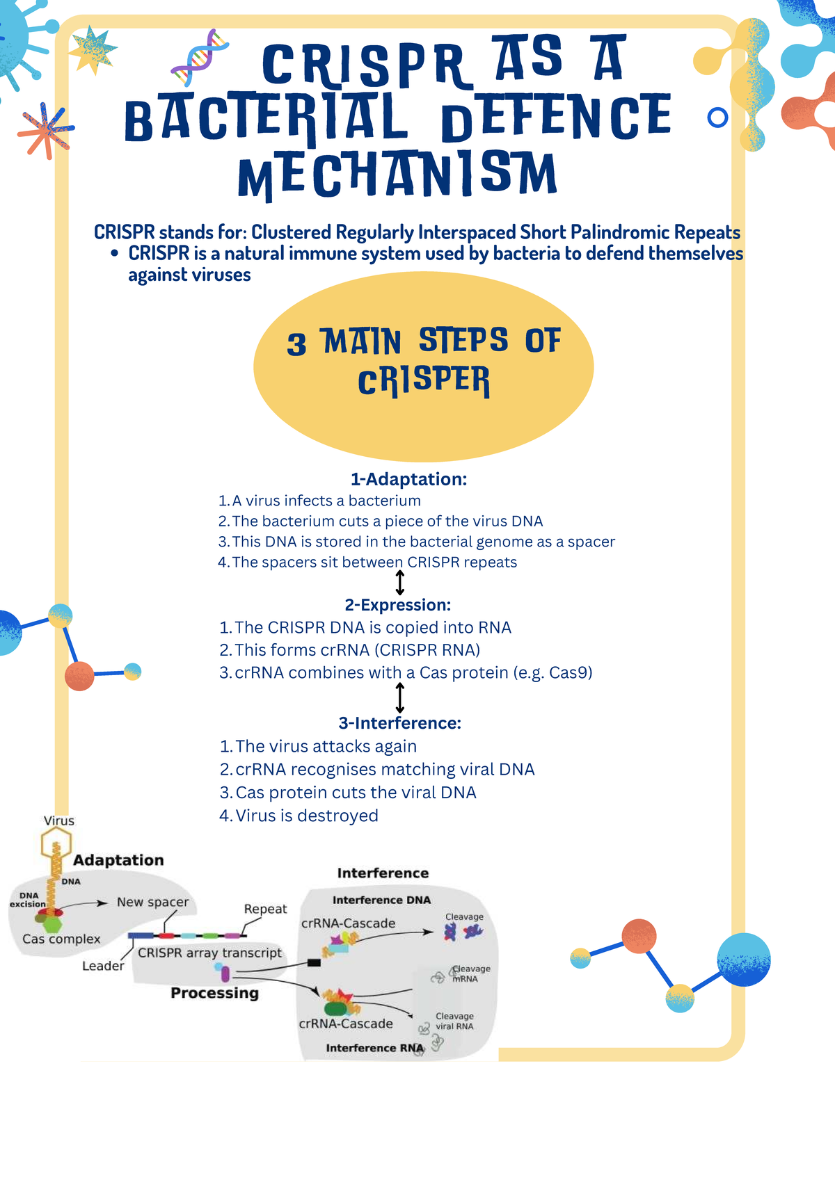 CRISPR as a Bacterial Defense Mechanism: Overview and Steps - Studocu