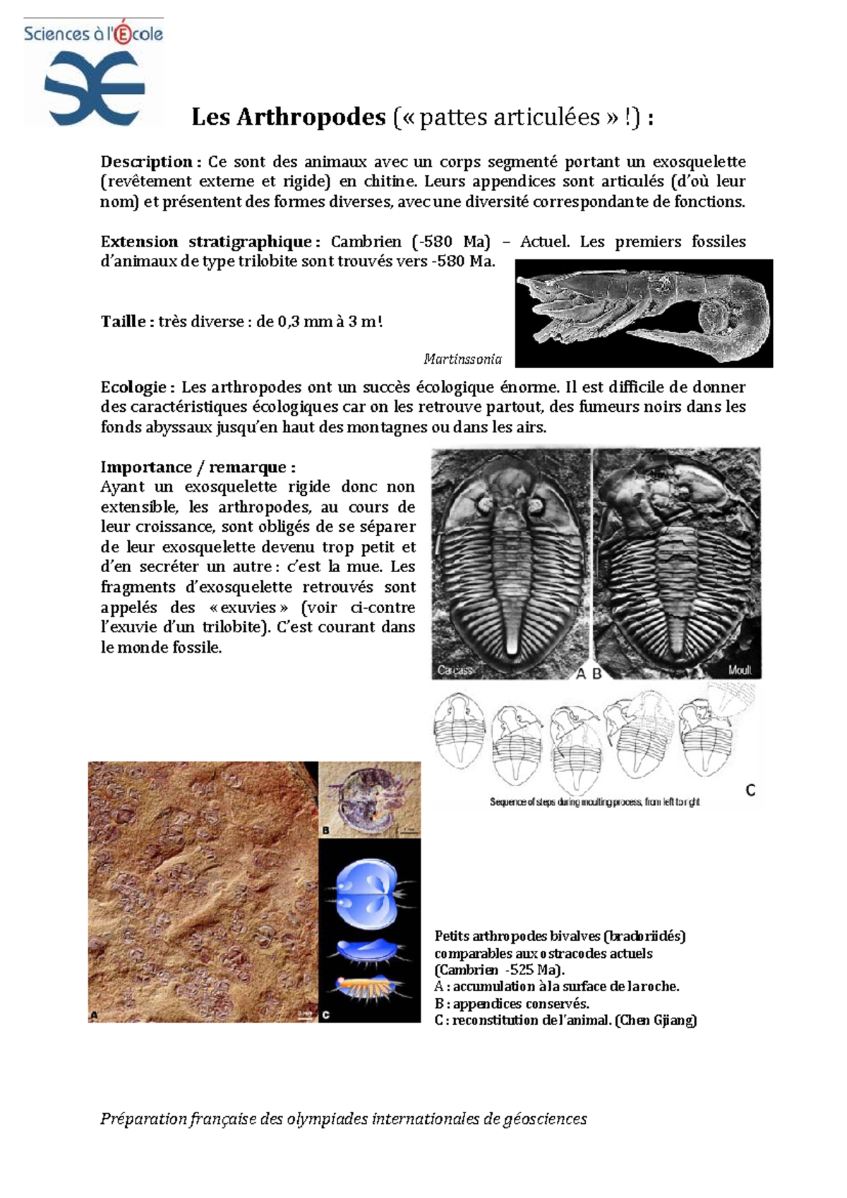 Les arthropodes - COURS DE BIOLOGIE ANIMALE - Les Arthropodes (« pattes ...