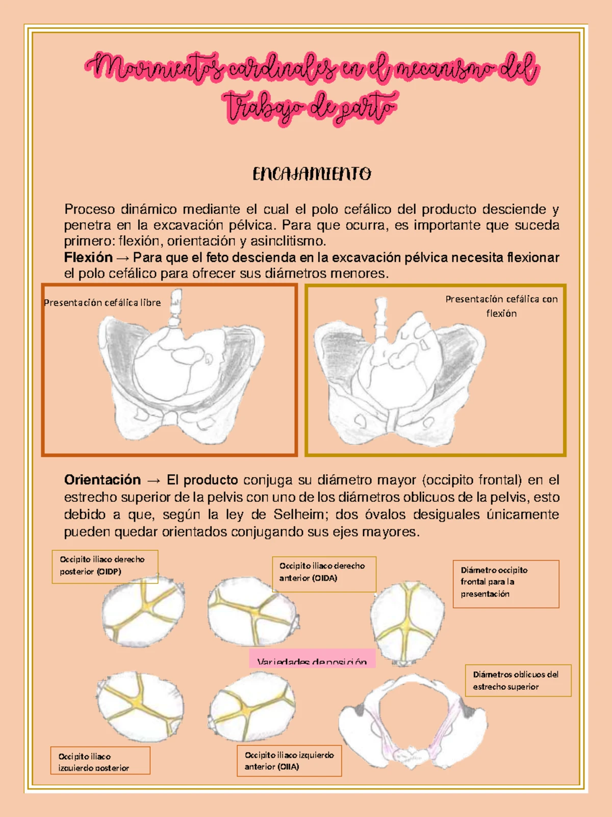 Parto pélvico: clasificación y maniobras de presentación - Studocu