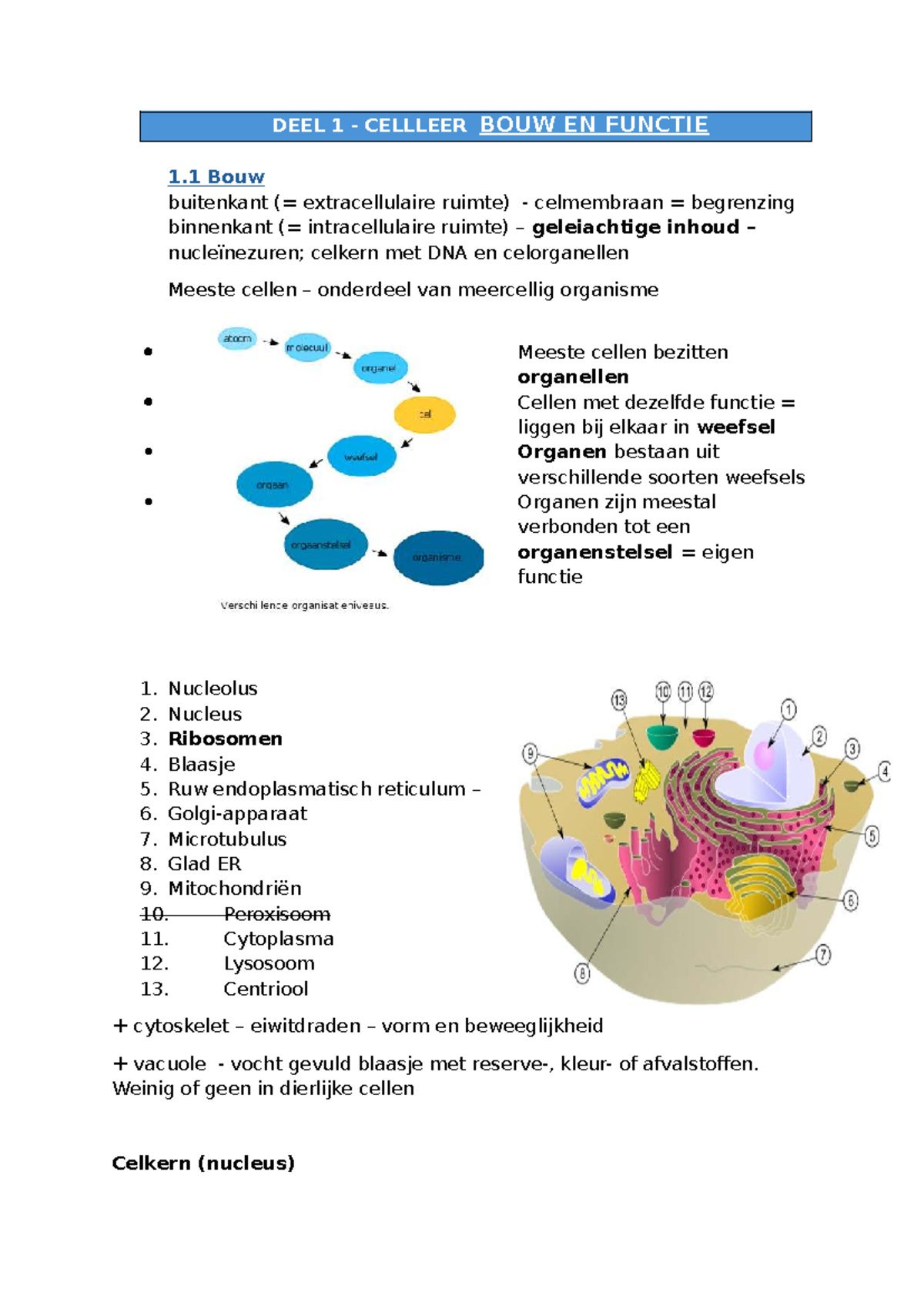 SV BMK - Celstructuur en Functies: Een Overzicht van Cellen en ...
