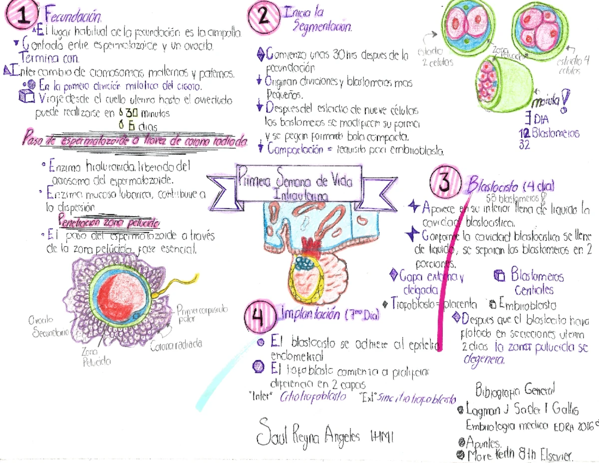 Foliculogénesis: características de los folículos y descripción del ...