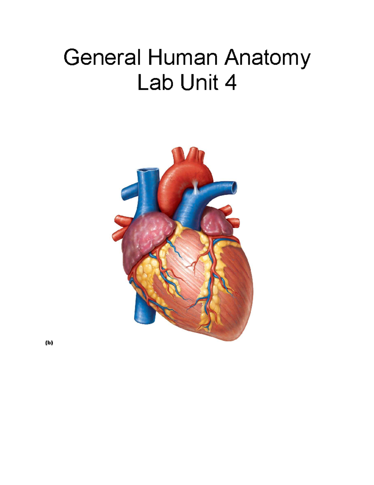 General Human Anatomy Lab Unit 4: Nervous & Cardiovascular Systems ...
