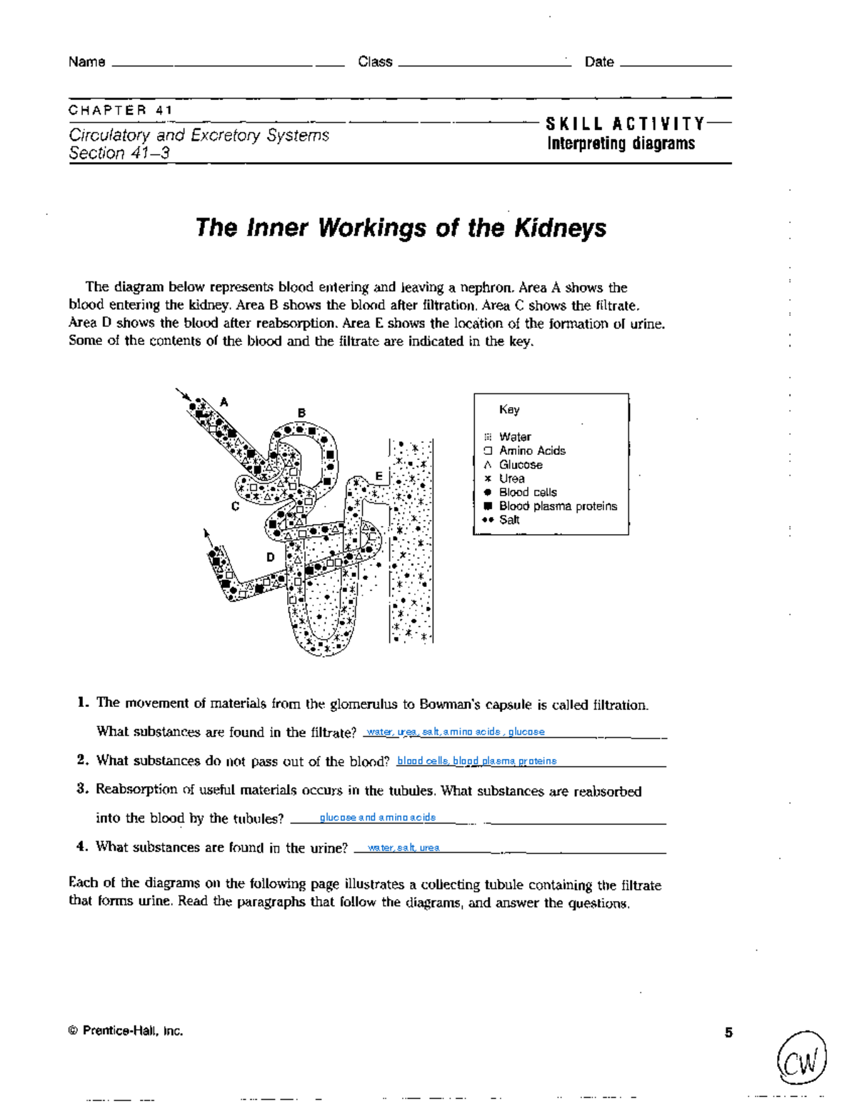 Nadia Cibrian - CH 4 Circulatory & Excretory Systems Worksheet - Studocu