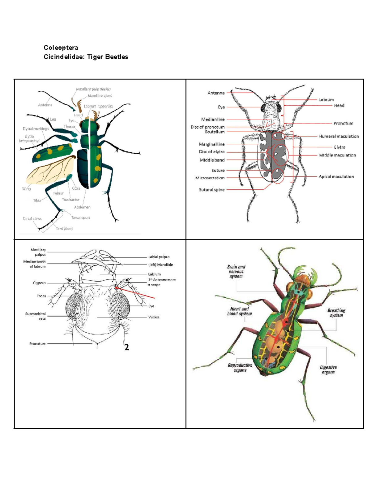 Entomology anatomy labels: Coleoptera and Diptera families overview ...