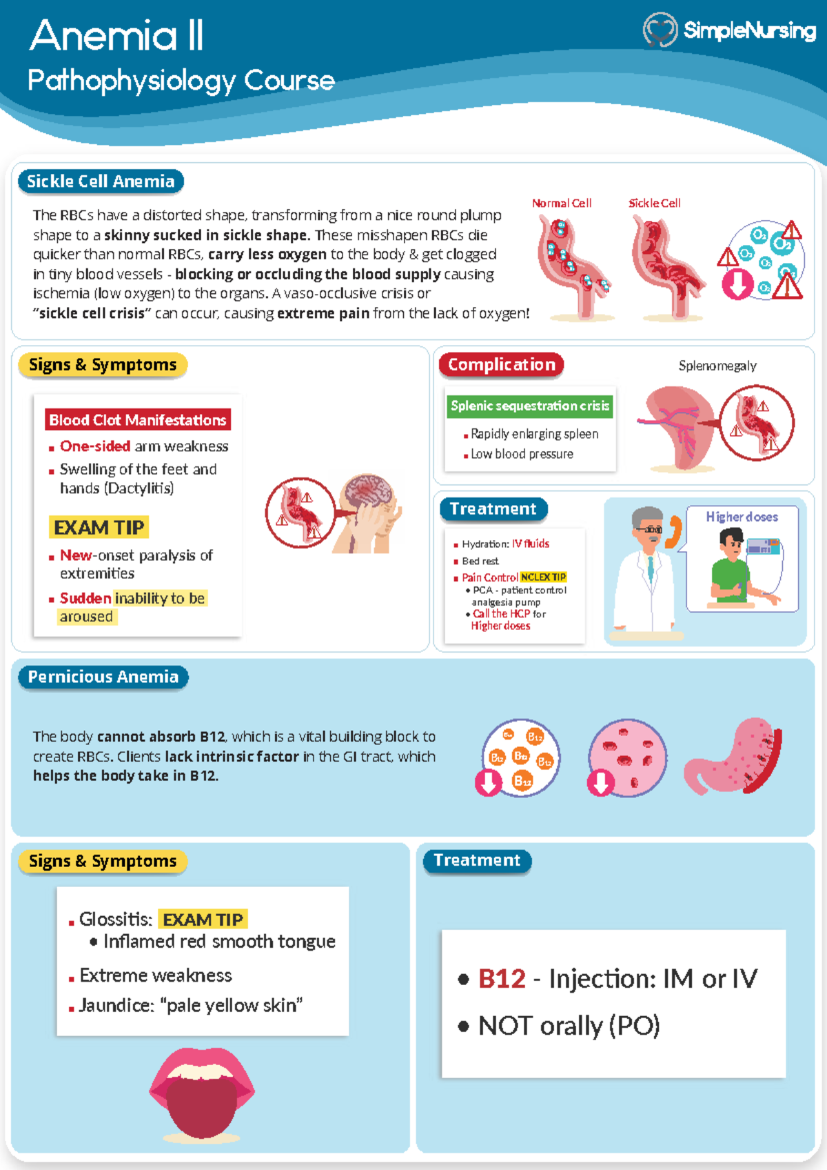 Sickle Cell & Pernicious Anemia Pathophysiology Notes - Studocu