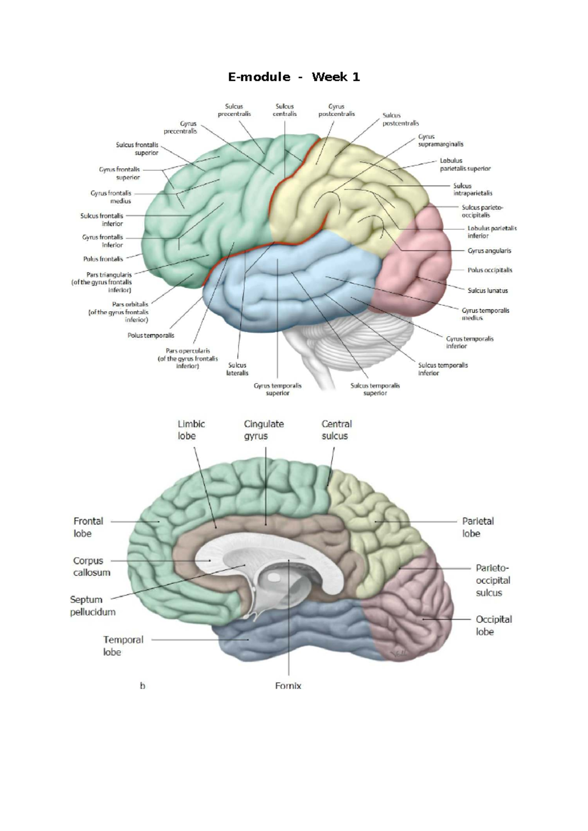 Week 1 E-module: Sulci and Gyri Anatomy Overview - Studeersnel