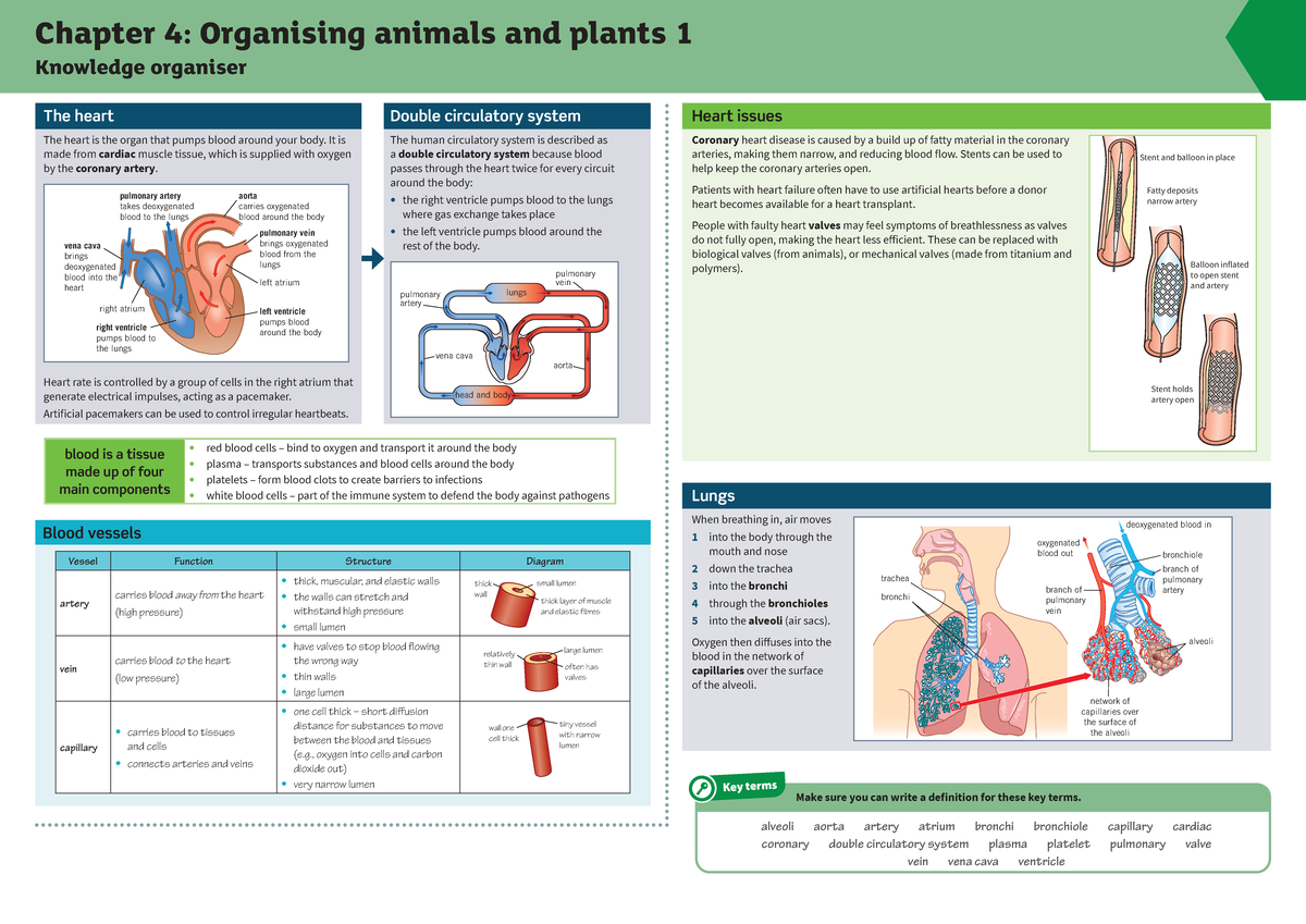 Chapter 4: Organising Animals and Plants - B4 Knowledge Organiser - Studocu