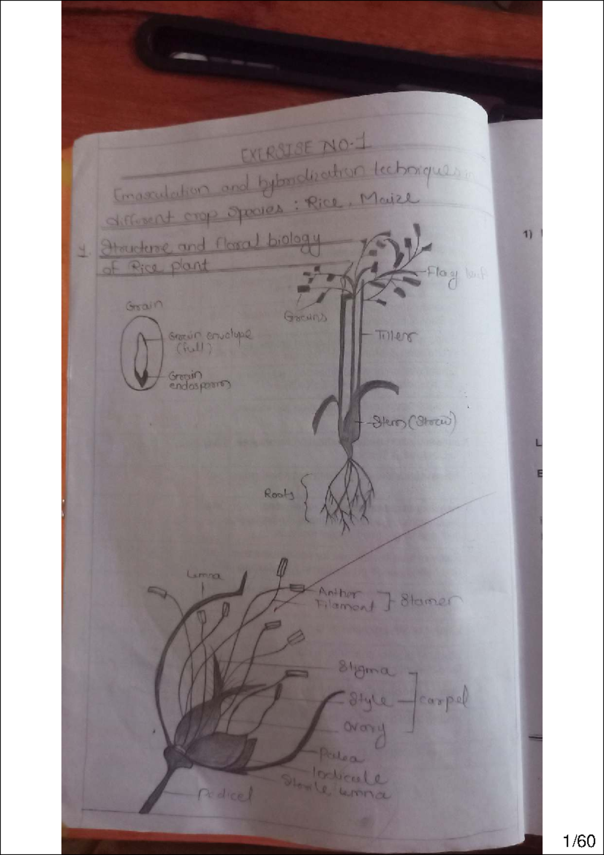 GPB355 - Emasculation and Hybridization Techniques in Crop Species ...