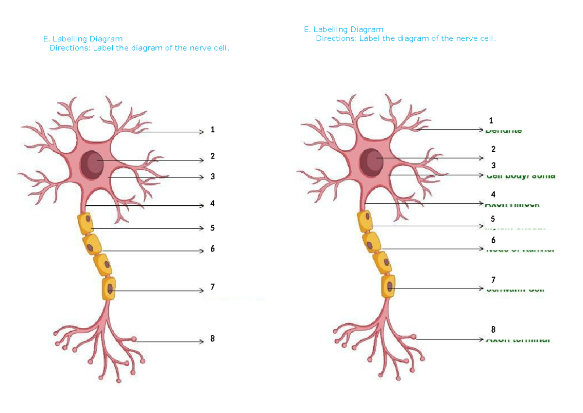 Nerve Cells Labeling - Activity - Science - E. Labelling Diagram ...