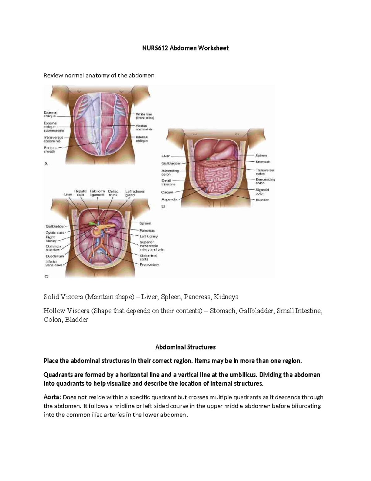 NURS612 Final Exam GI Worksheet - Abdomen Anatomy and Assessment Notes ...